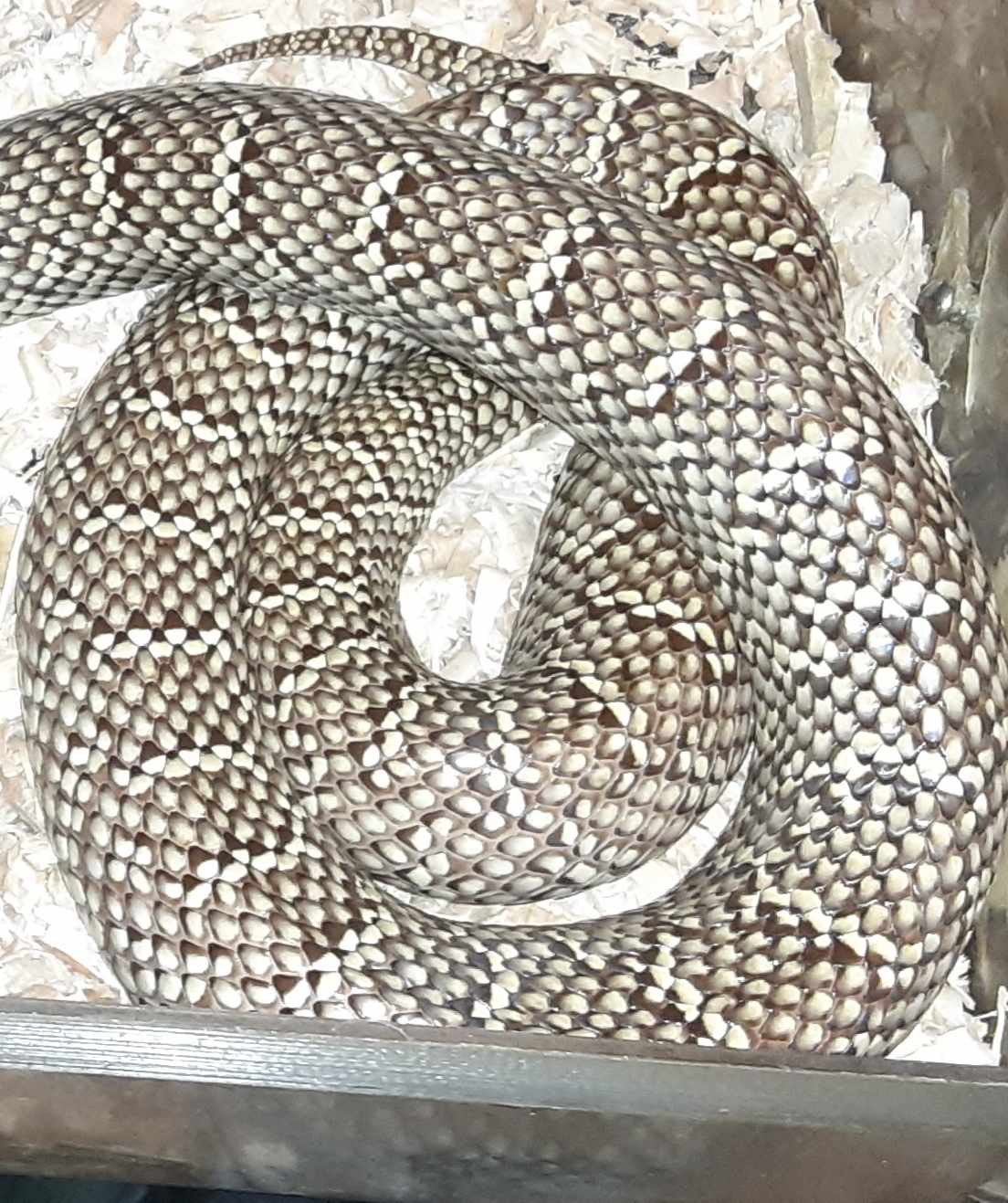 Kingsnakes & Milksnakes | Page 3 | FaunaClassifieds