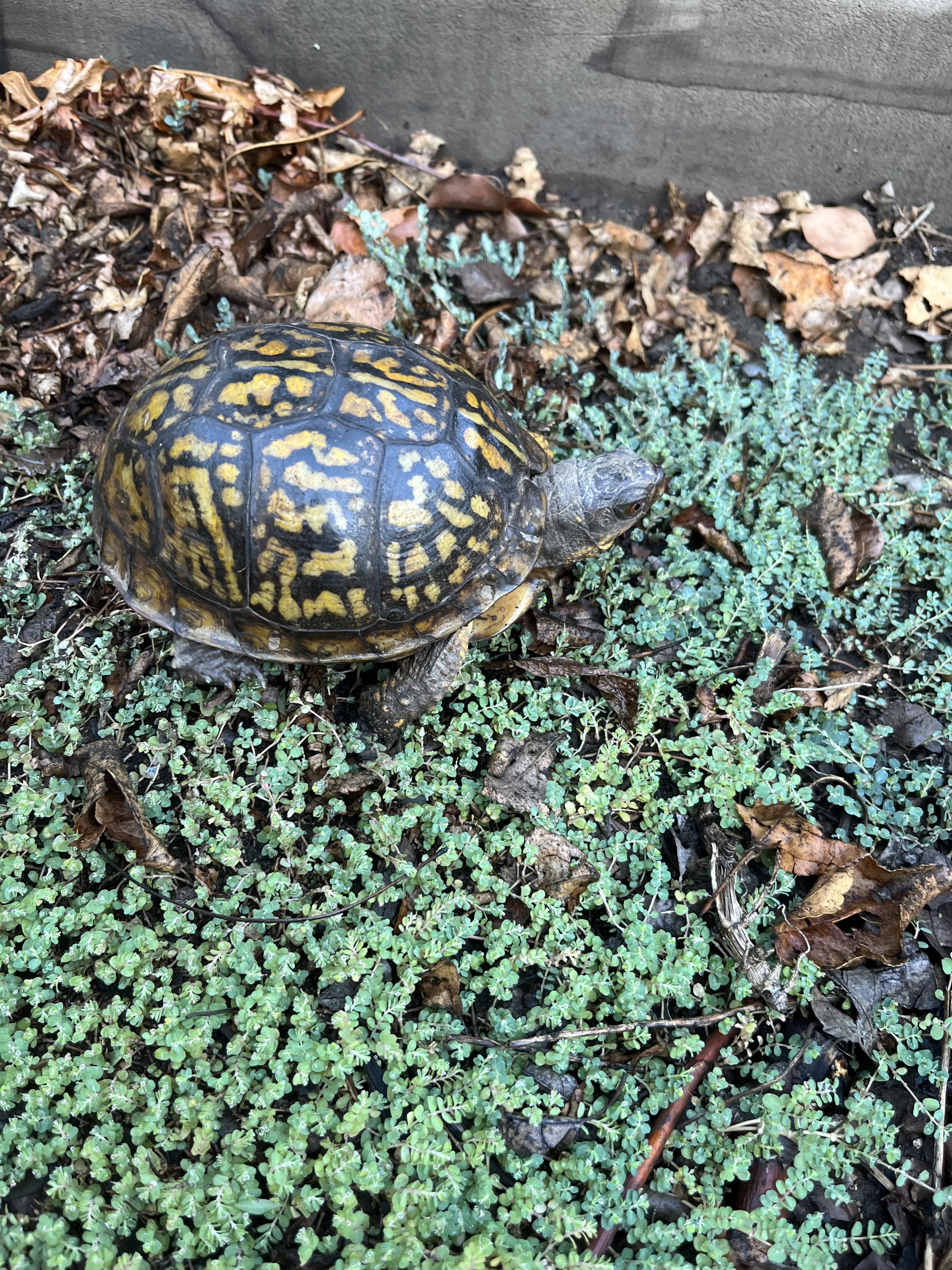 Adult Female eastern and gulf coast box turtles | FaunaClassifieds