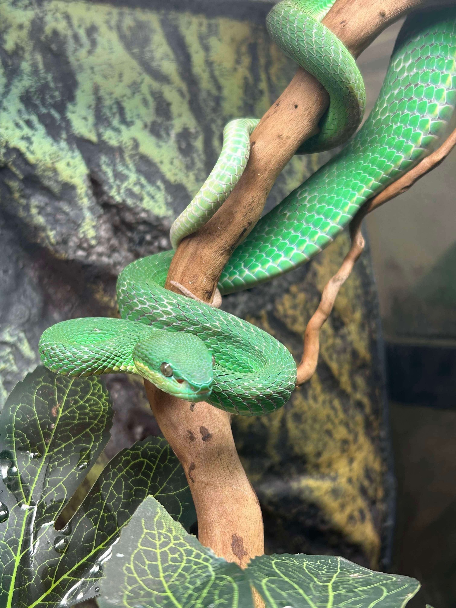 Venomous Snakes | Page 4 | FaunaClassifieds