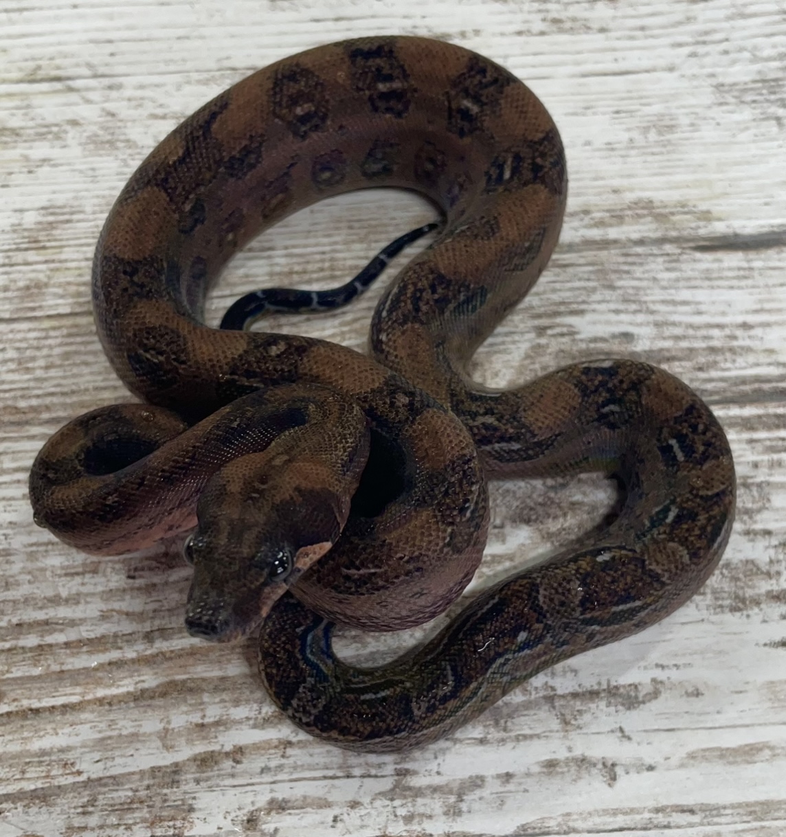 Boas | FaunaClassifieds