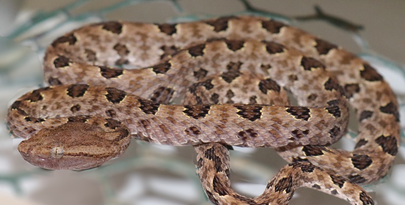 Venomous Snakes | Page 5 | FaunaClassifieds
