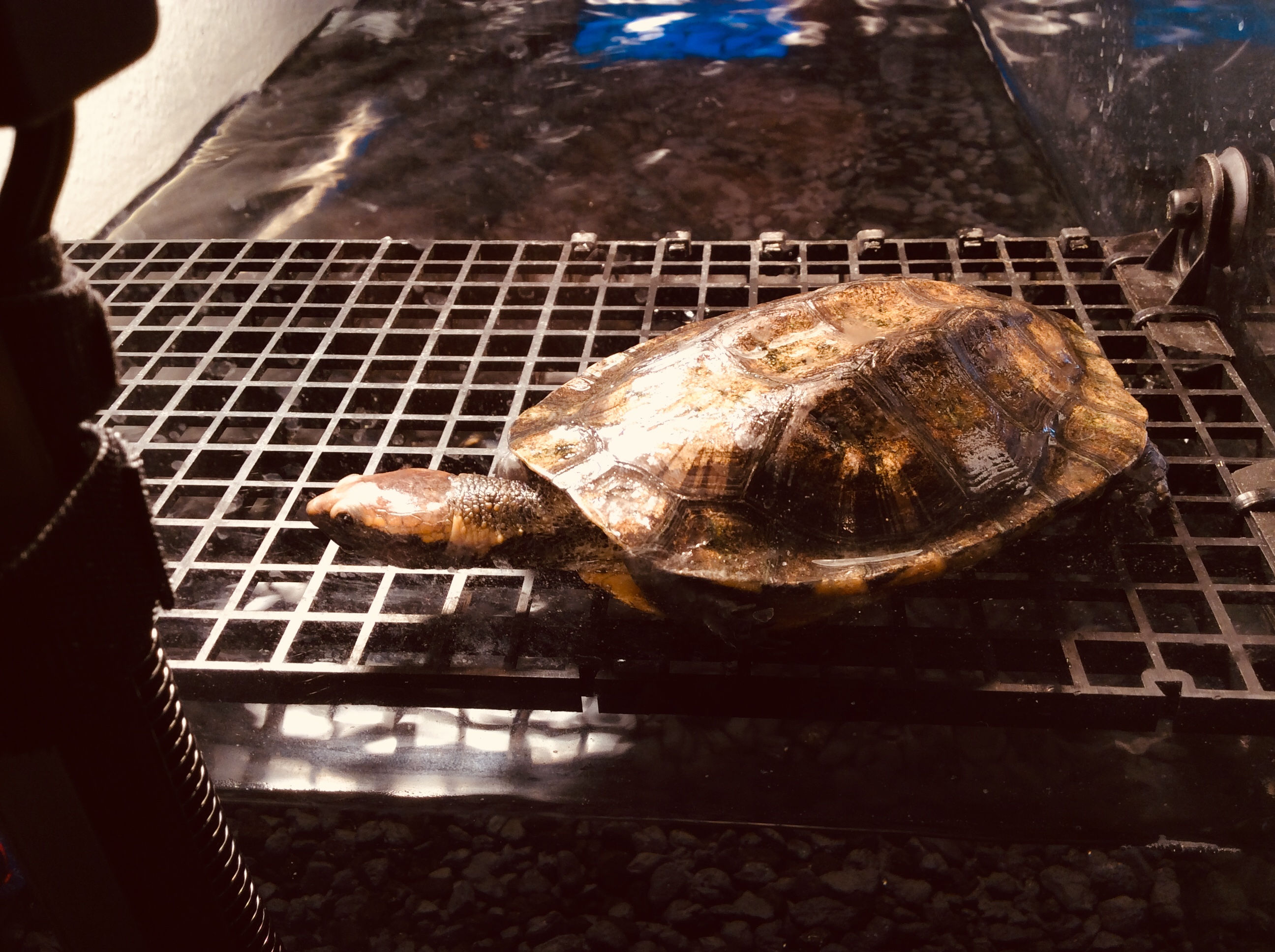 Wanted - Female Twist-necked turtle Platemys platycephala ...