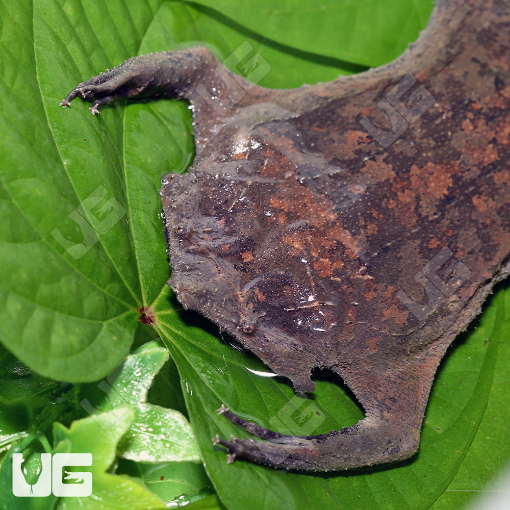 Amphibians | FaunaClassifieds