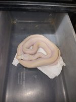 Cow reticulated pythons | FaunaClassifieds