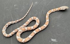For Sale - Hypo Poss Het Scaleless Corn Snake | FaunaClassifieds
