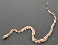 For Sale - Hypo Poss Het Scaleless Corn Snake | FaunaClassifieds