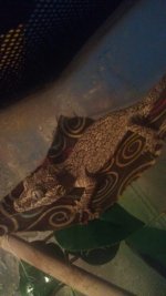 For Sale - Female retic. garg. | FaunaClassifieds