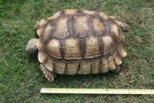 For Sale - Two 16-17 inch Sulcata Females | FaunaClassifieds