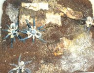 For Sale - B.smithi, A.aurantiaca,C.darlingi,B.albiceps,M.balfouri,H.gi ...