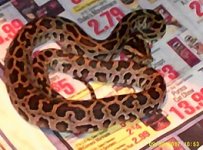 Wanted - Male Half Dwarf/pure Dwarf Burmese Python | FaunaClassifieds
