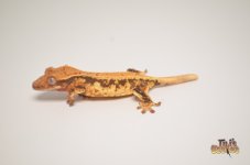 For Sale - EXTREME HARLEQUIN LILLY WHITE CRESTED GECKO | FaunaClassifieds