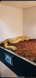 Female Motley Super Tiger Reticulated Python | FaunaClassifieds