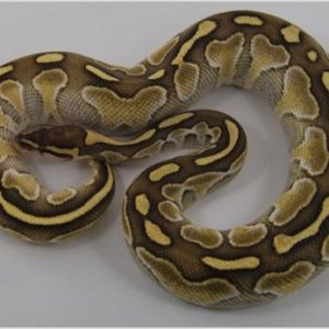 female proven breeder butter ball python | FaunaClassifieds